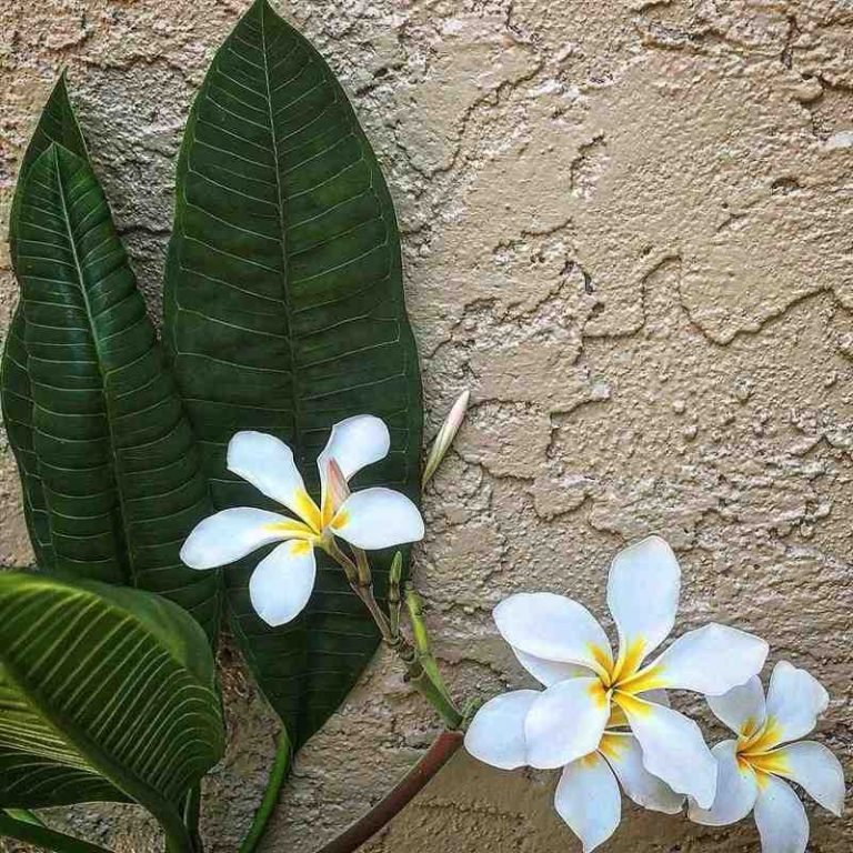 Textura Rolada: o que é, como fazer e qual seu rendimento - Artesanato ...