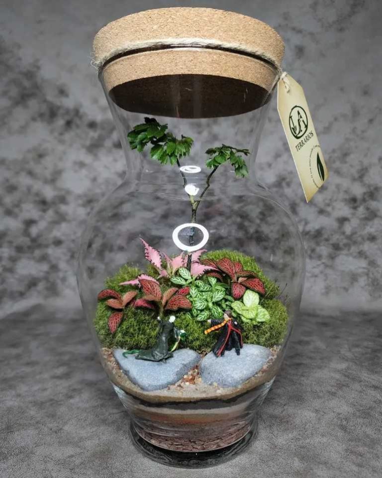 Terrário fechado: como fazer, melhores plantas e como cuidar ...