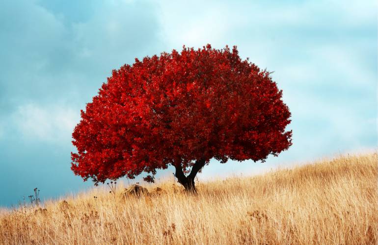 Cores que combinam com vermelho: aprenda a combinar agora! - Artesanato ... Cores que combinam com vermelho: aprenda a combinar agora! - Artesanato ...