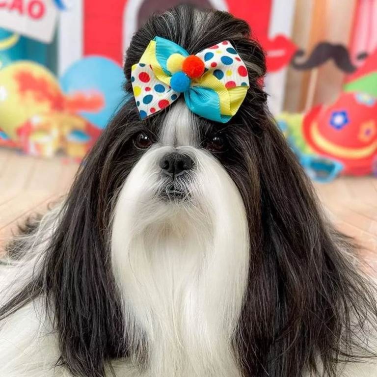 Lacinho para cachorro: 40 tendências para deixar seu pet na moda ...