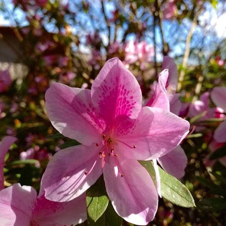 Flores Rosas: 50 fotos de lindas espécies para se encantar - Artesanato ...